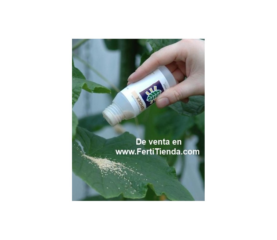 Spidex Vital 10000 (Phytoseiulus persimilis)