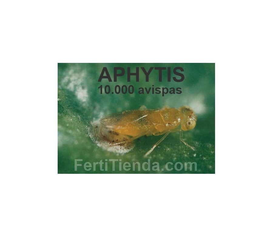 Aphytis melinus