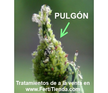 Aphox, insecticida contacto de Syngenta a base de Pirimicarb