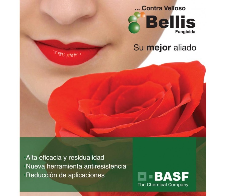 Bellis BASF