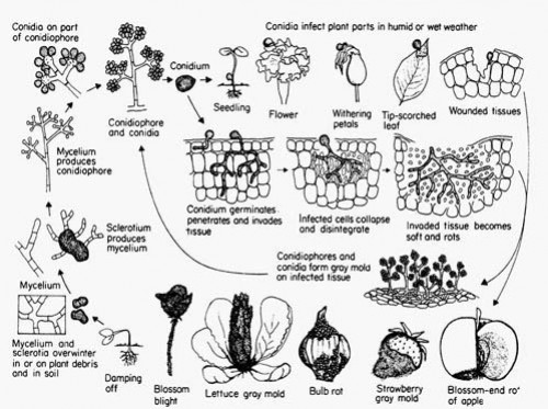 Controlando y Curando Botrytis: Guía completa para Prevenir y Tratar la ...